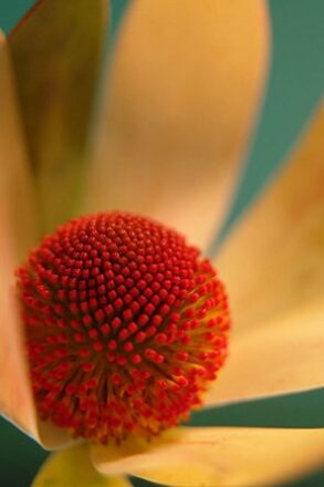 Flowers and Leaves by Nina Rumbough – Frances Schultz