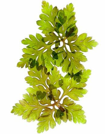 Flowers and Leaves by Nina Rumbough – Frances Schultz